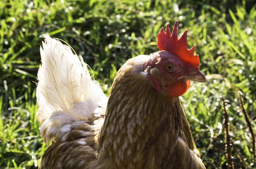 Rew Farm Country Accommodation | Gallery