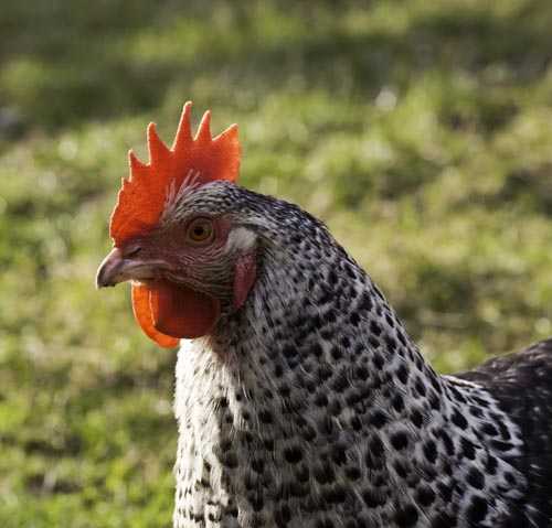 Rew Farm Country Accommodation | Gallery