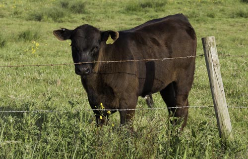 Rew Farm Country Accommodation | Gallery