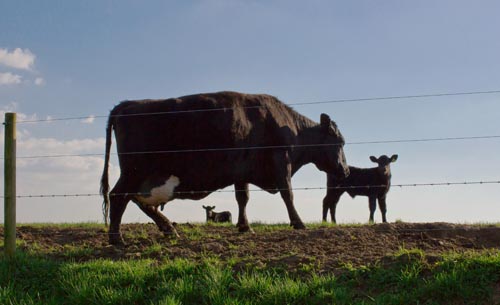 Rew Farm Country Accommodation | Gallery