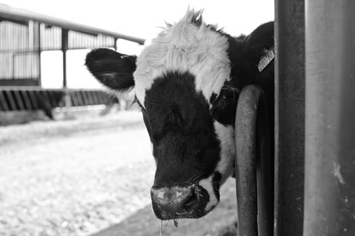 Rew Farm Country Accommodation | Gallery