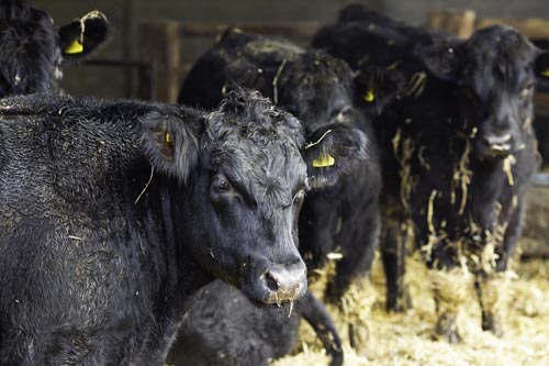 Rew Farm Country Accommodation | Gallery