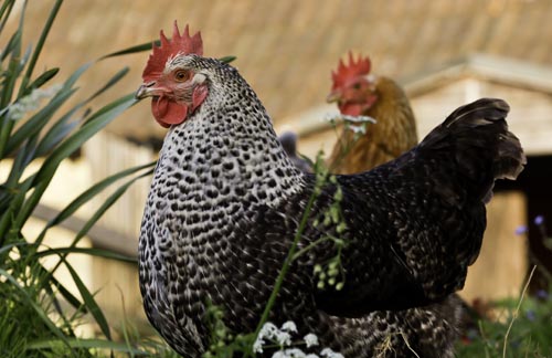 Rew Farm Country Accommodation | Gallery