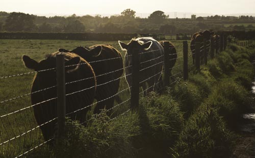 Rew Farm Country Accommodation | Gallery