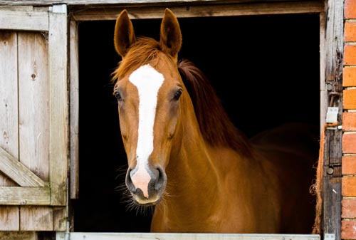 Rew Farm Country Accommodation | Gallery
