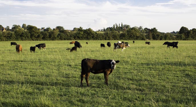 Rew Farm Country Accommodation | Gallery
