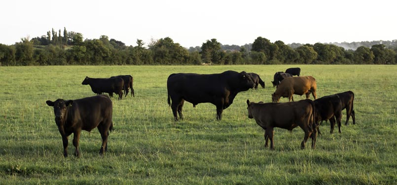 Rew Farm Country Accommodation | Gallery