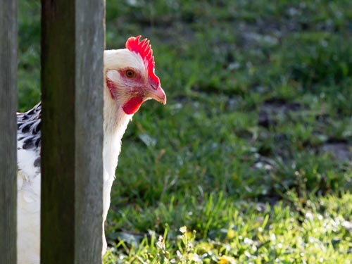 Rew Farm Country Accommodation | Gallery