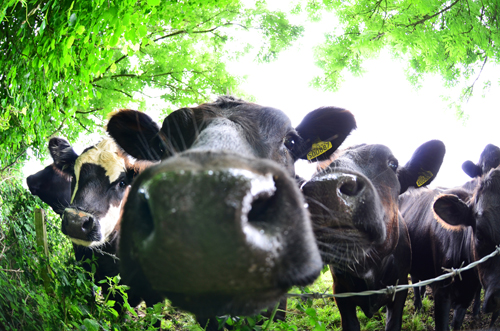 Rew Farm Country Accommodation | Gallery