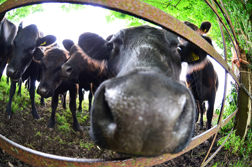 Rew Farm Country Accommodation | Gallery