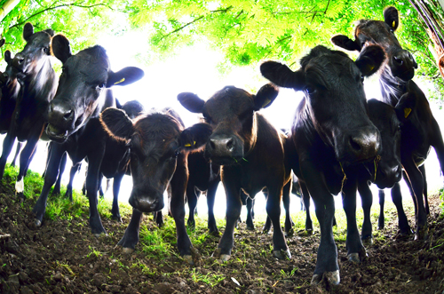 Rew Farm Country Accommodation | Gallery