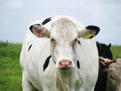 Rew Farm Country Accommodation | Gallery