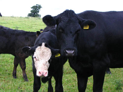 Rew Farm Country Accommodation | Gallery