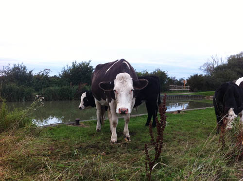 Rew Farm Country Accommodation | Gallery