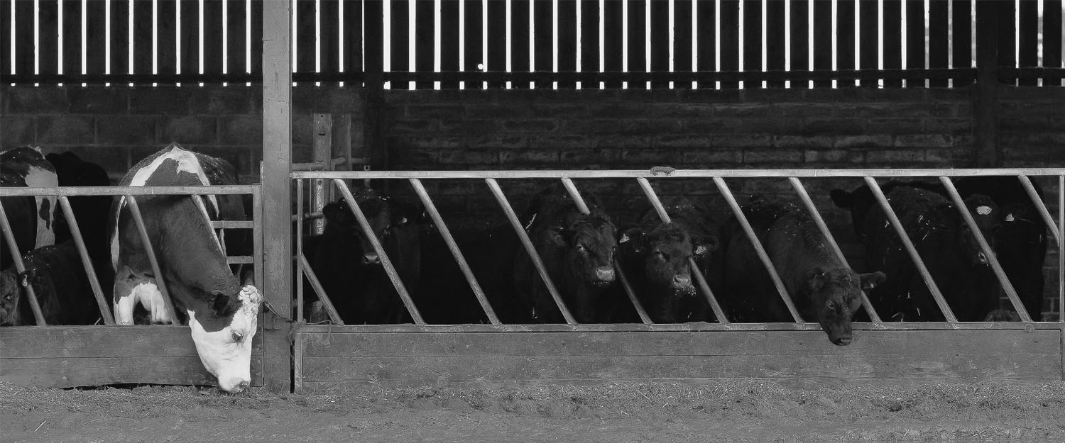 Rew Farm Country Accommodation | Welcome to Rew Farm in Seend Cleeve ...