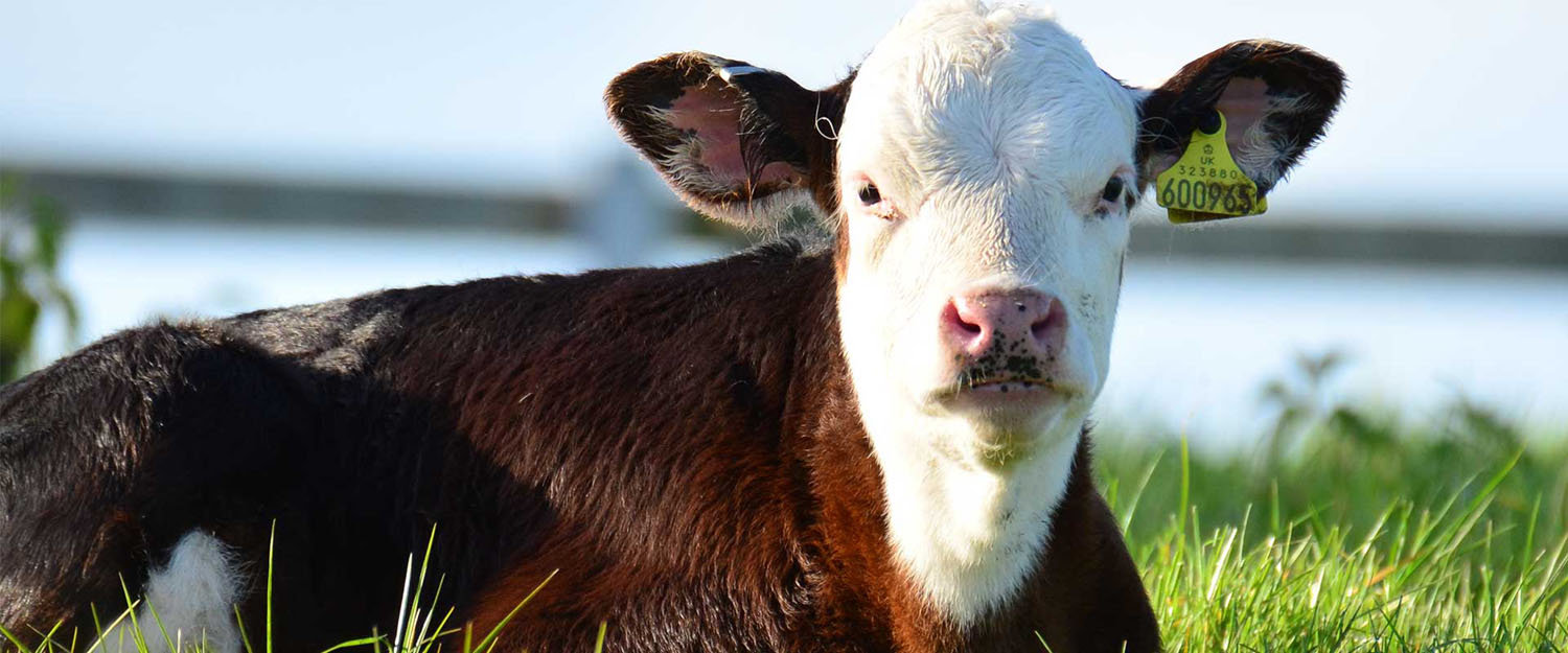 Rew Farm Country Accommodation | Welcome to Rew Farm in Seend Cleeve ...