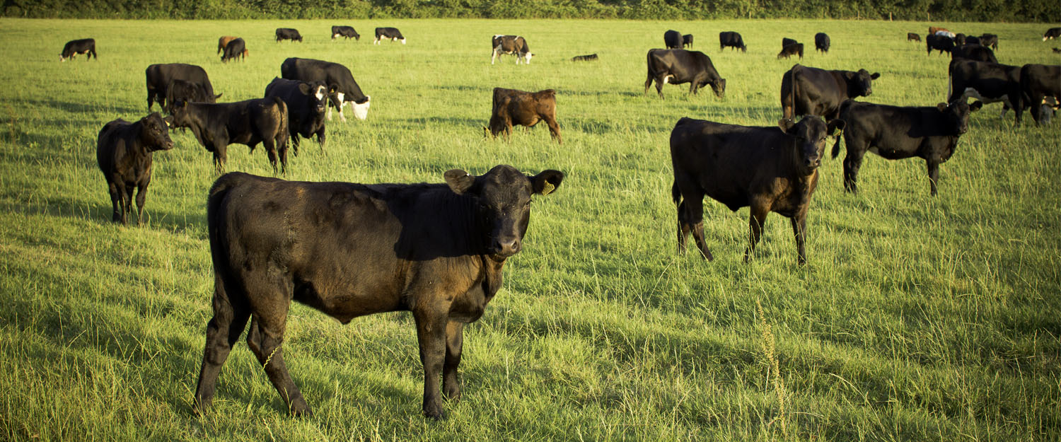 Rew Farm Country Accommodation | Welcome to Rew Farm in Seend Cleeve ...