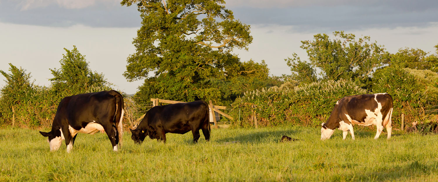 Rew Farm Country Accommodation | Welcome to Rew Farm in Seend Cleeve ...